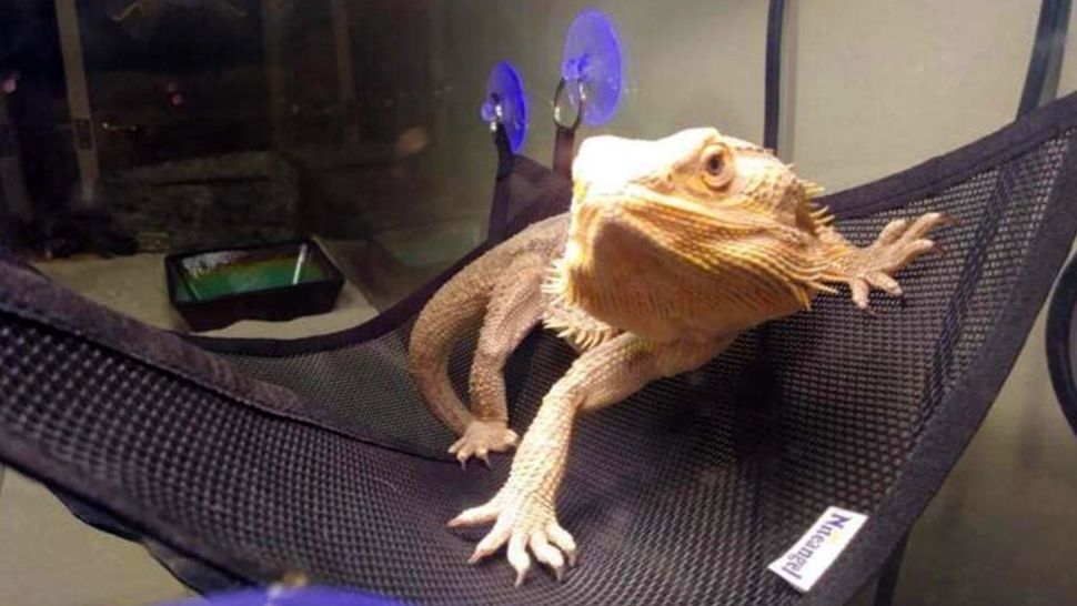 Best toys for pet lizards: Banish boredom with our top picks | PetsRadar