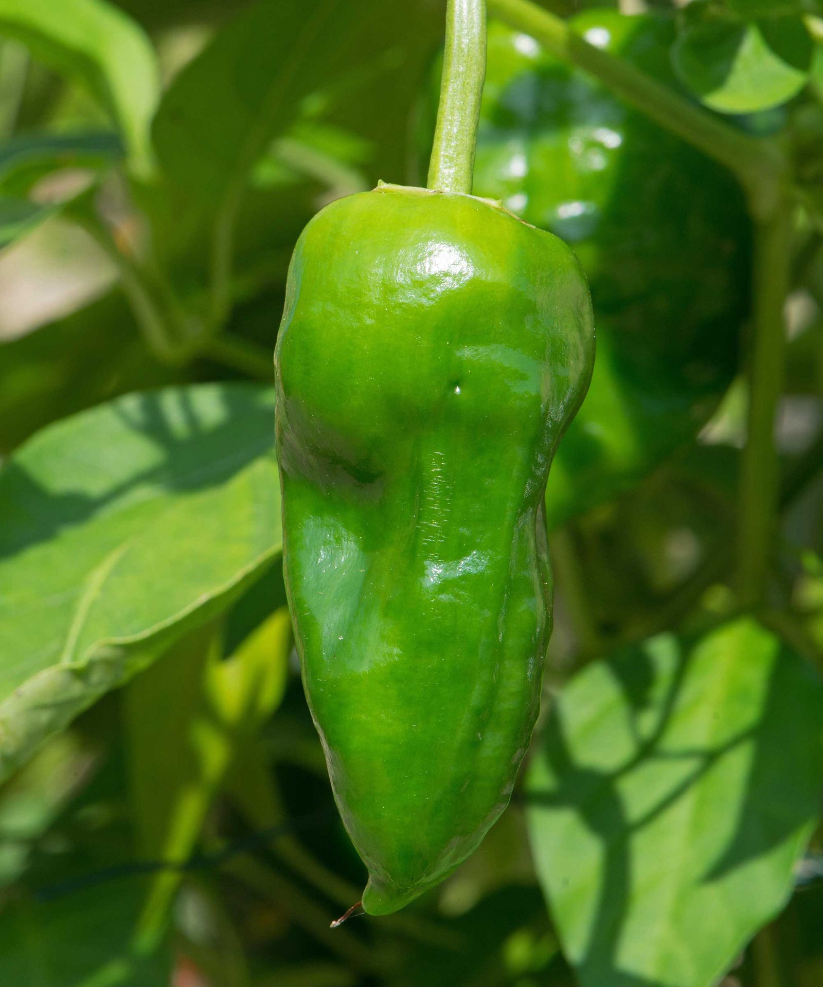 Best drought-tolerant vegetables: crops for dry conditions | Homes and ...