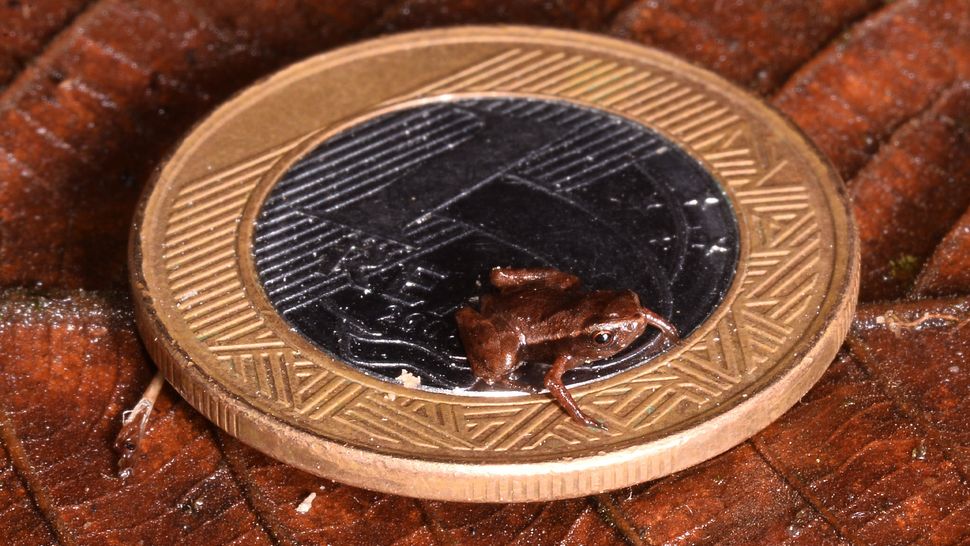 What is the smallest animal on Earth? | Live Science