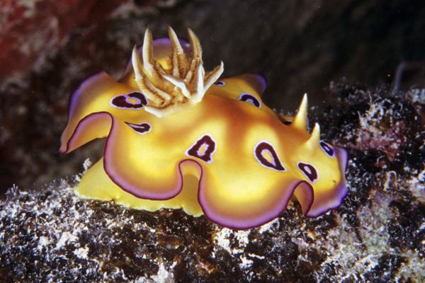 Image Gallery: Catalog of Strange Sea Creatures | Live Science