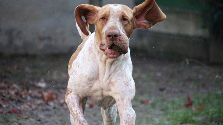 Bracco Italiano recognized as new dog breed by the American Kennel Club ...