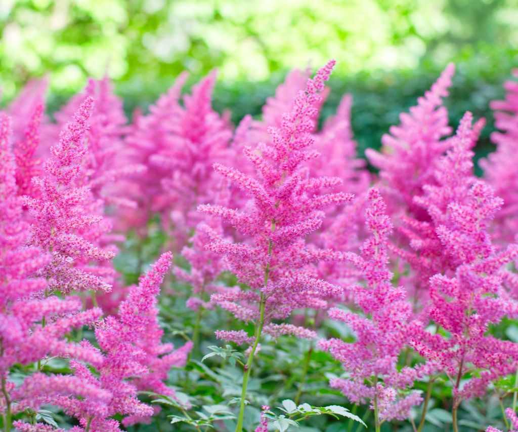 Too Good To Be Forgotten: 8 Best Underrated Plants To Try | Gardening ...