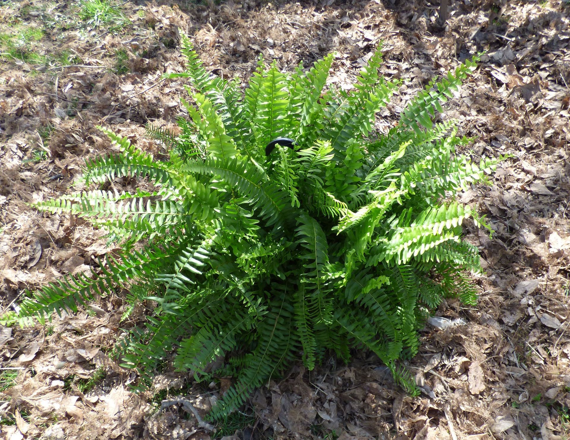 Winter Care For Boston Fern: How To Overwinter A Boston Fern Plant ...