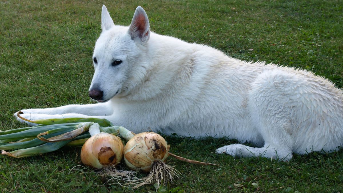 32 foods that dogs should never eat | PetsRadar