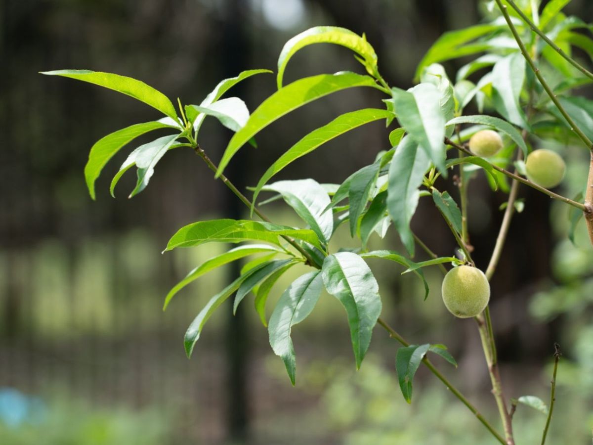 What Is A Dwarf Peach Tree: Learn About Growing Eldorado Miniature ...