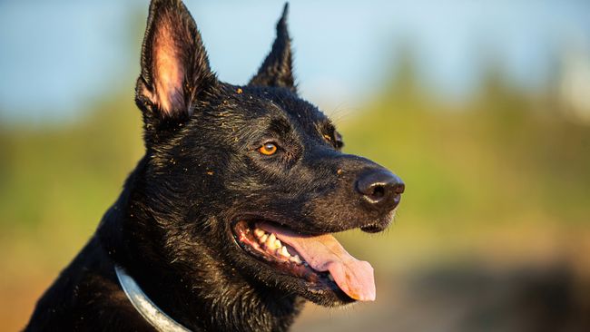 32 things to know about Dutch shepherd dogs | PetsRadar