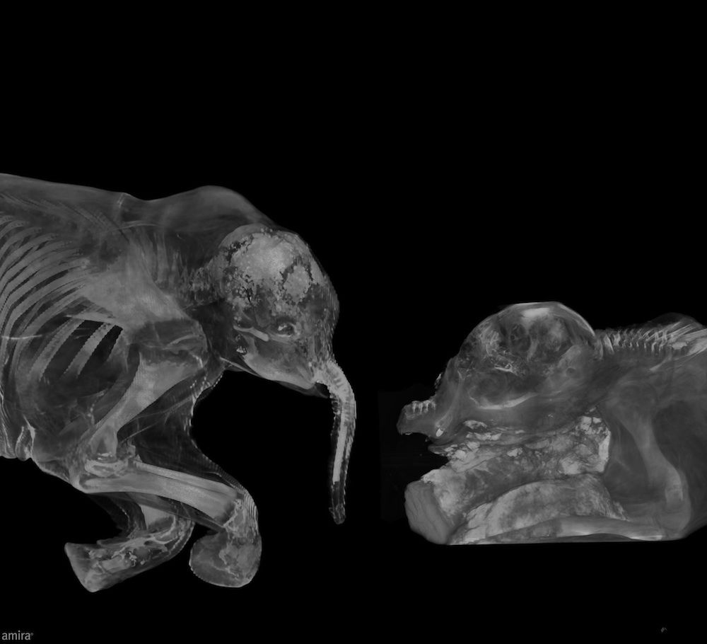 Skin and Bones: Inside Baby Mammoths | Live Science
