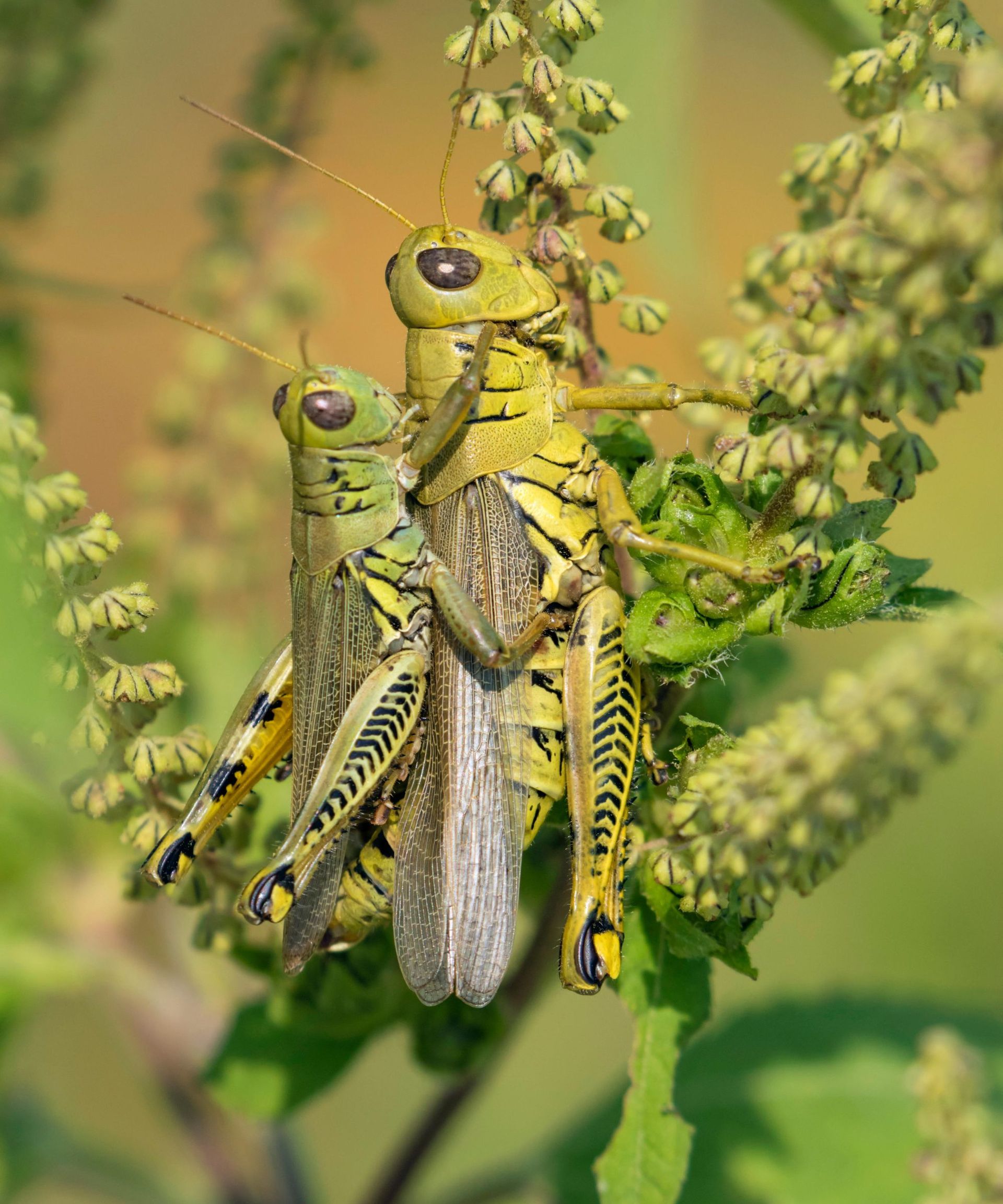 How to get rid of grasshoppers: 7 natural ways | Homes and Gardens