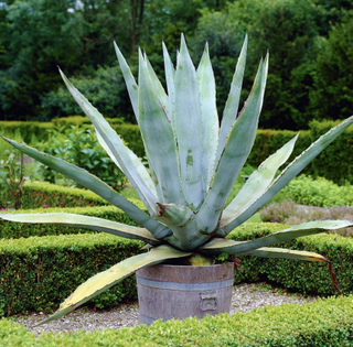 14 indoor garden ideas - designers on elevating decor with plants ...