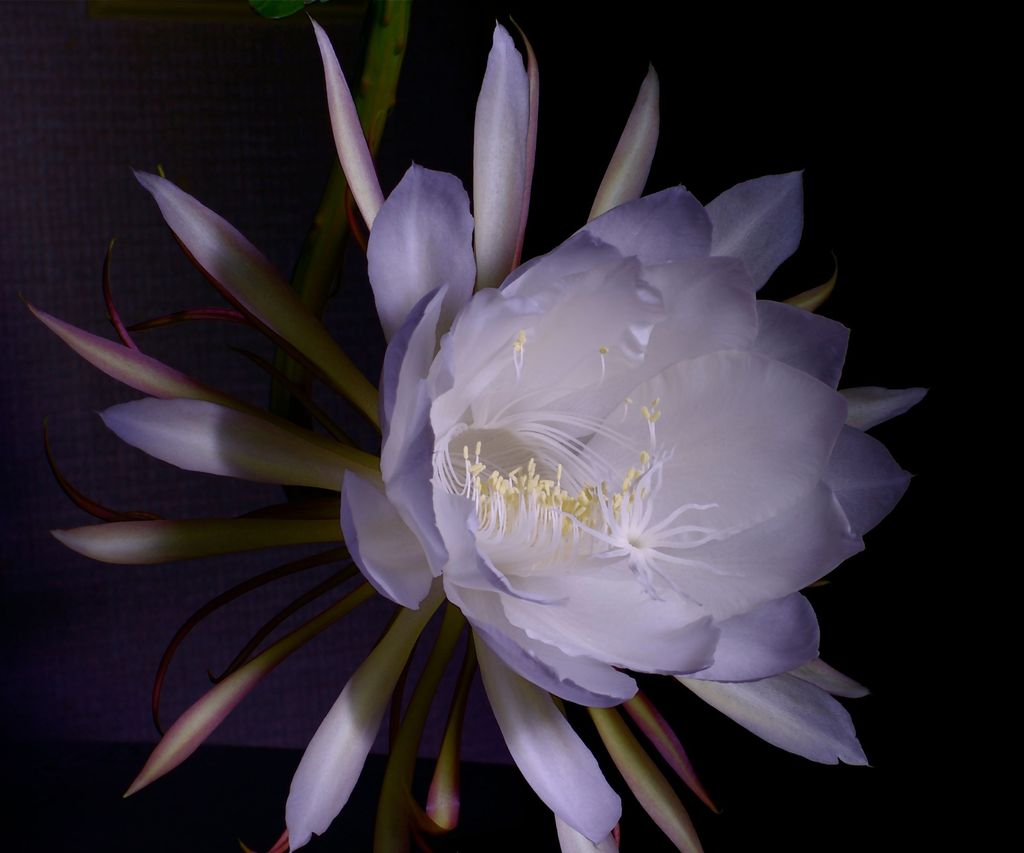 8 plants that bloom at night, perfect for a moon garden | Homes and Gardens