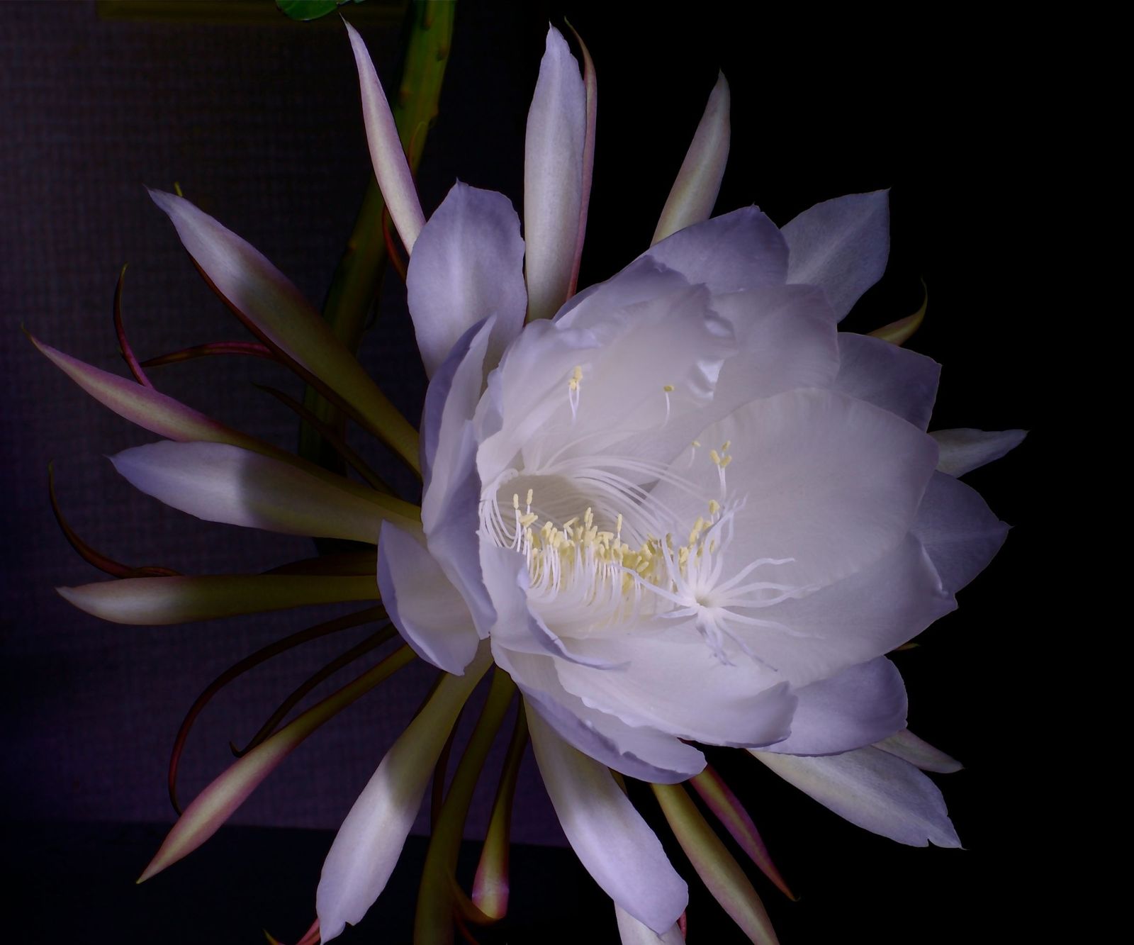8 plants that bloom at night, perfect for a moon garden | Homes and Gardens