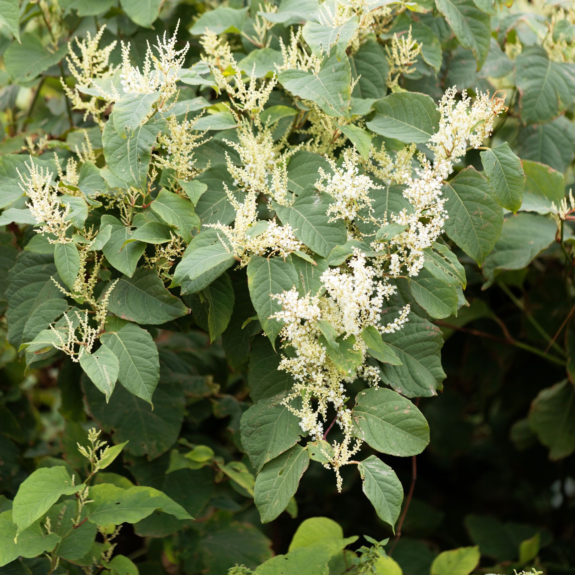 Japanese knotweed warning as first shoots spotted in Devon | Ideal Home
