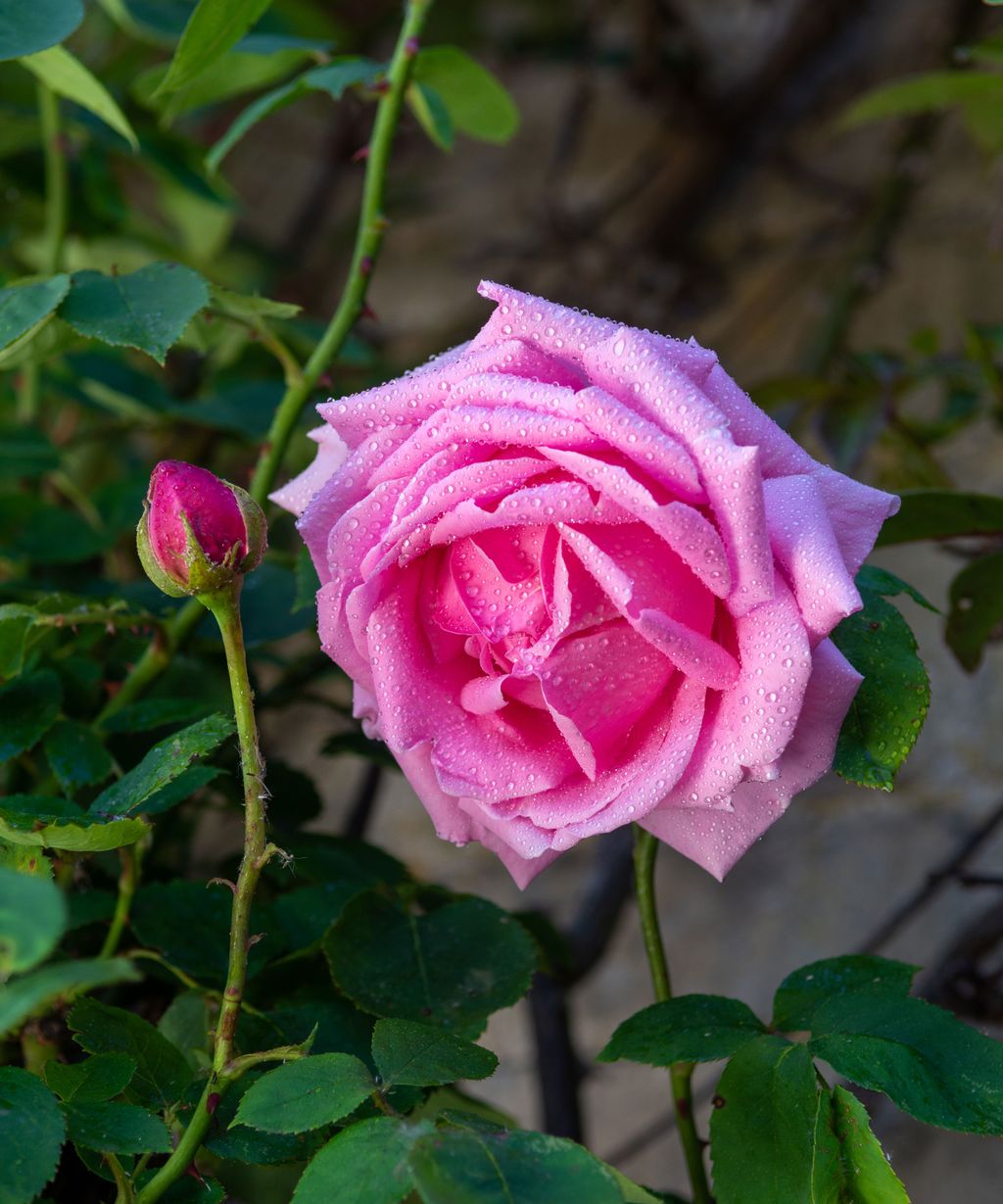 A beautiful English country garden rich in roses | Homes and Gardens