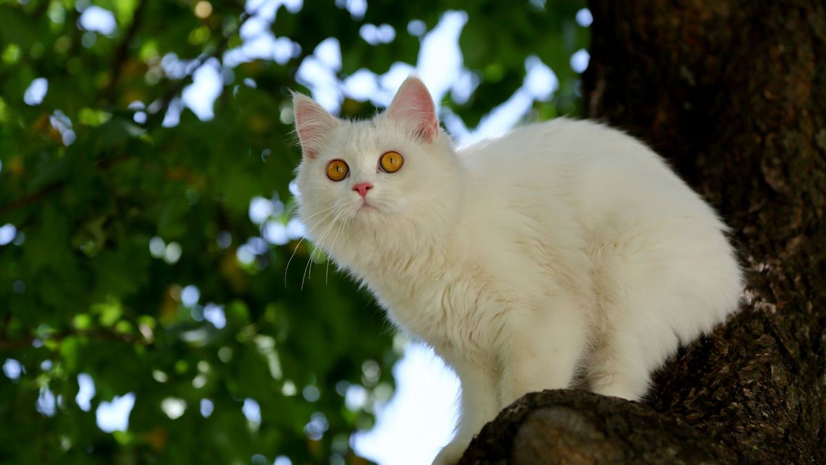 Turkish Angora: Breed profile and information | PetsRadar