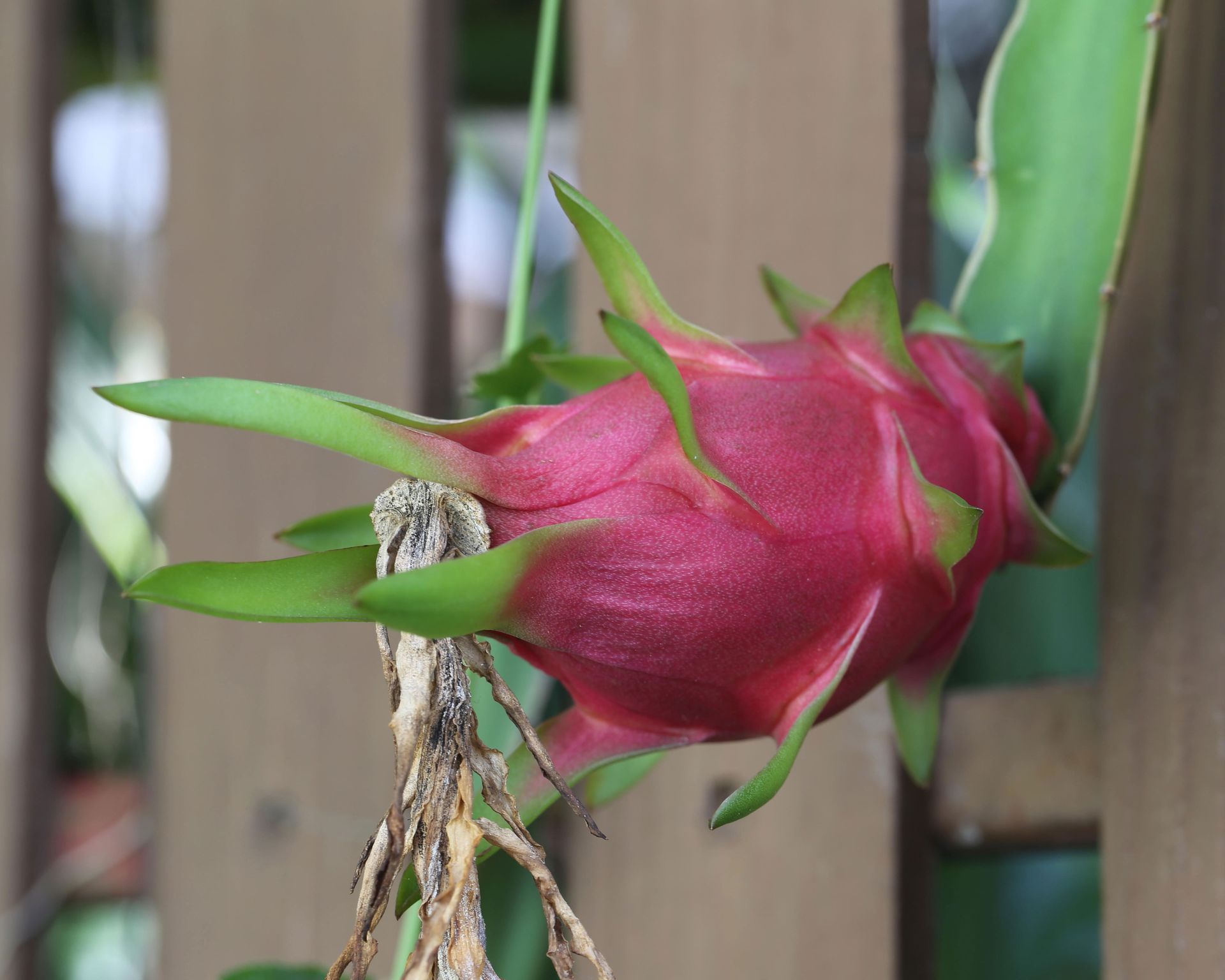 How to grow dragon fruit: both indoors and outside | Homes and Gardens