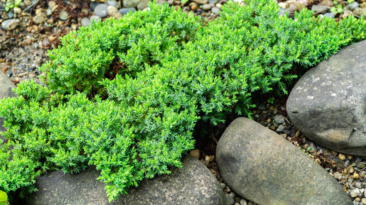 7 best plants to prevent soil erosion in your yard | Tom's Guide