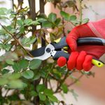 When to cut back ivy – an expert guide | Ideal Home
