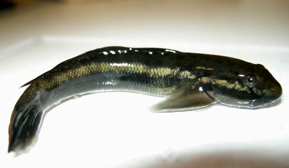 Secret to Fish's Waterfall-Climbing Ability Found | Live Science