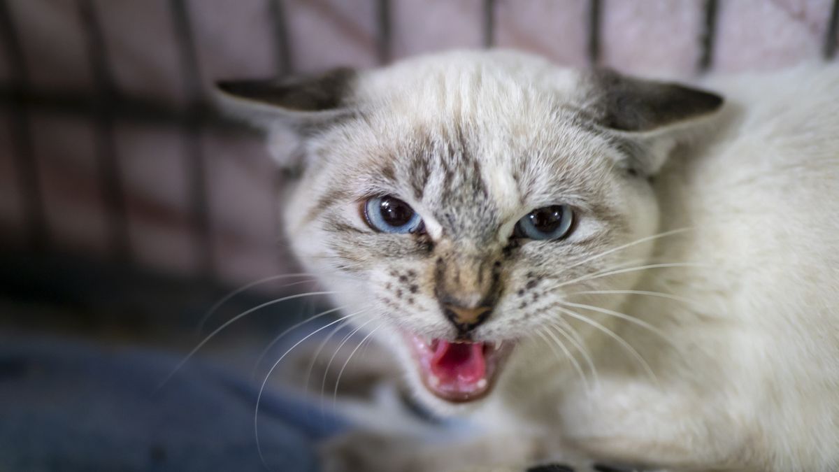 10 signs a cat is stressed and how you can help | PetsRadar