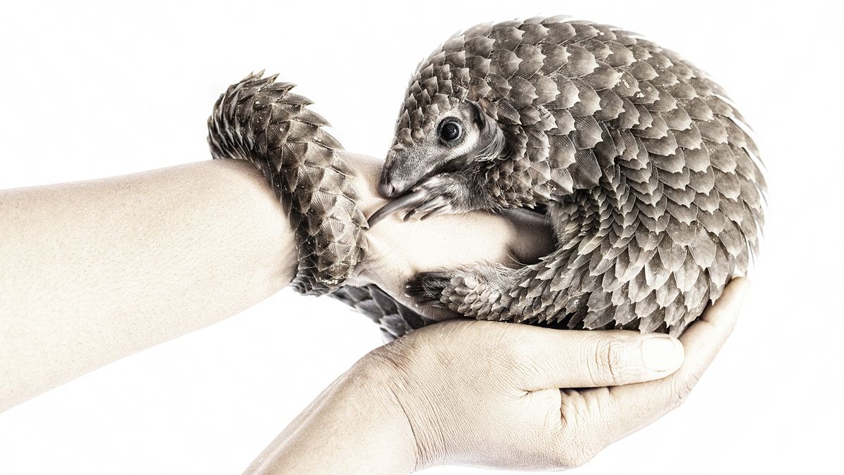 Pangolins, satellites and "aliens" highlight Woman Science Photographer ...