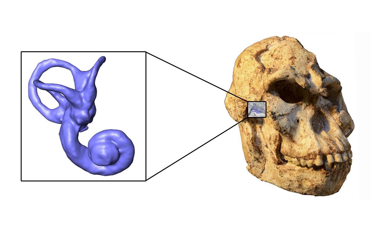 Extinct Human Relative from 'Miracle' Excavation Moved Like a Chimp ...