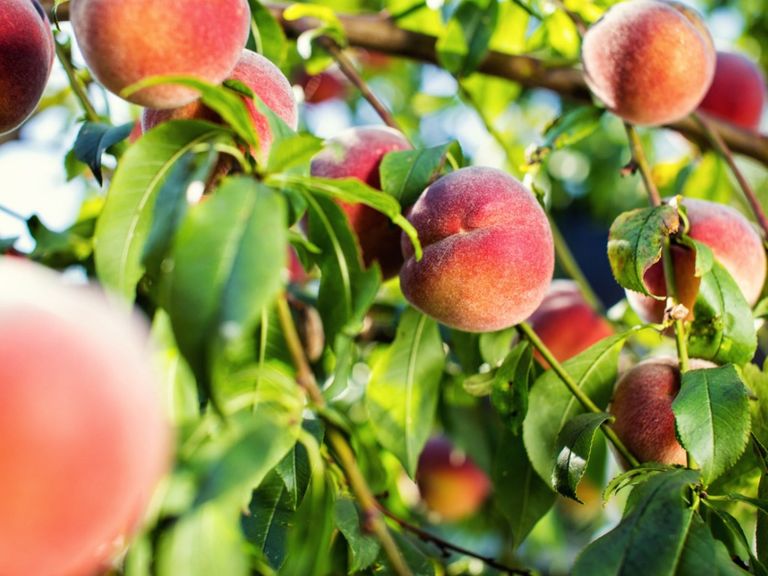 Peach Chilling - Learn About The Cold Requirements For Peach Trees ...