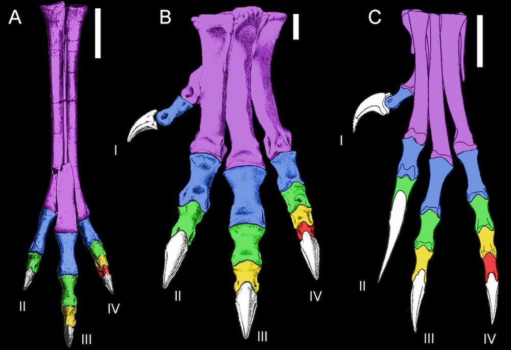 Velociraptors' Killer Claws Helped Them Eat Prey Alive | Live Science