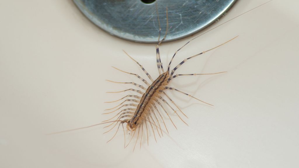 How to keep centipedes out of your house: 4 simple methods | Homes and ...