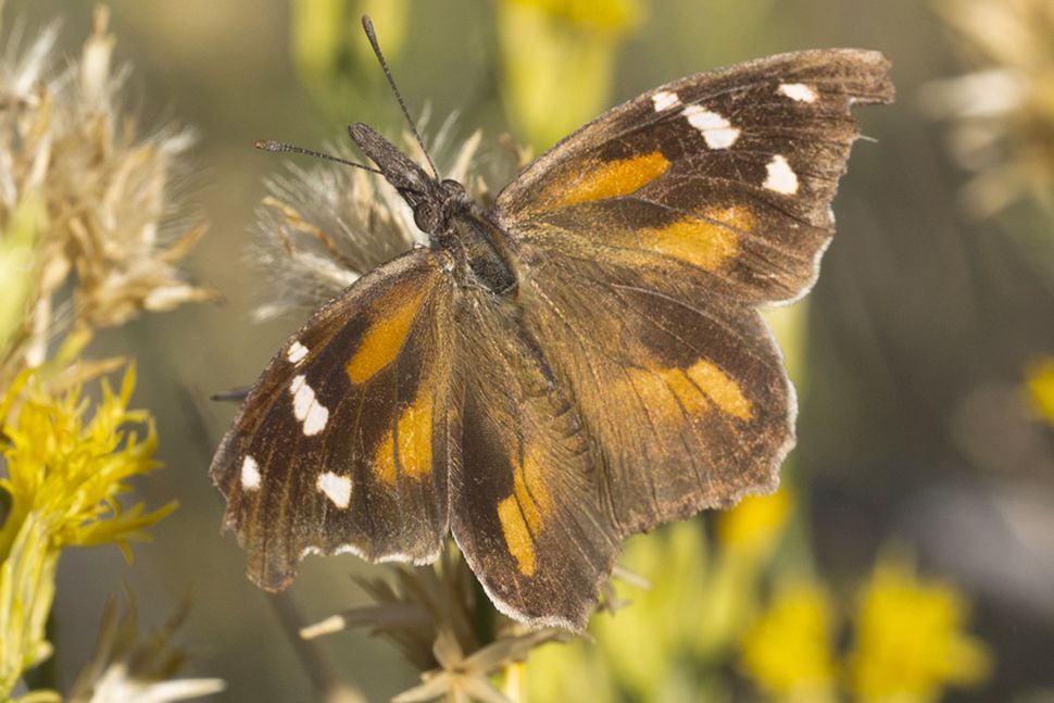 In Photos: Beautiful Butterflies of the American Deserts | Live Science