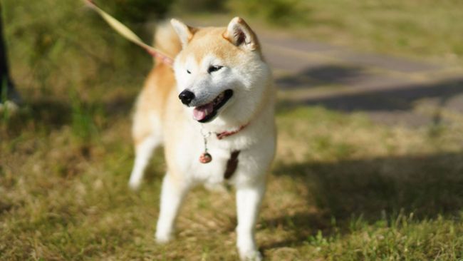 5 dog coat types and how to care for them | PetsRadar