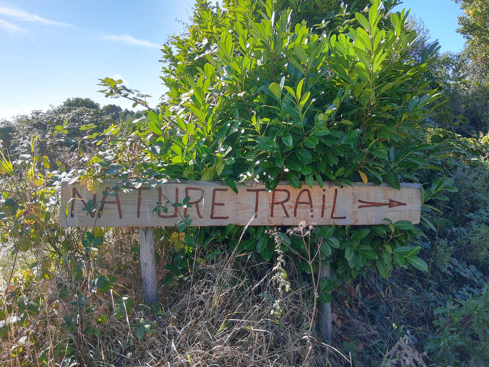 Motorola One Action review: budget doesn't get better than this | T3