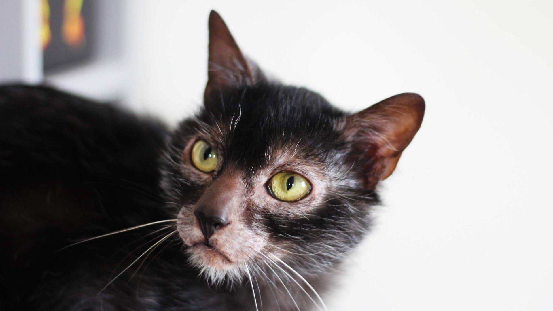 What is a werewolf cat? | PetsRadar