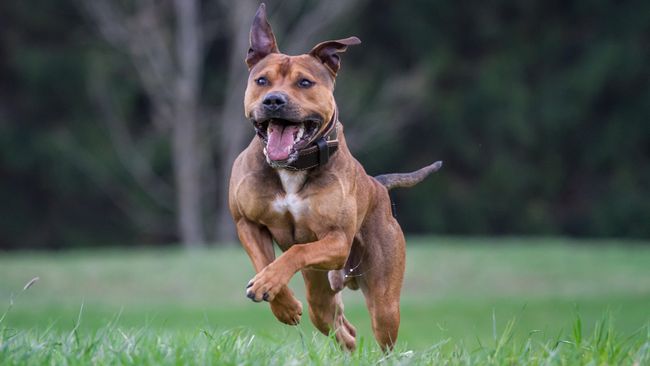 18 banned dogs affected by breed-specific legislation | PetsRadar