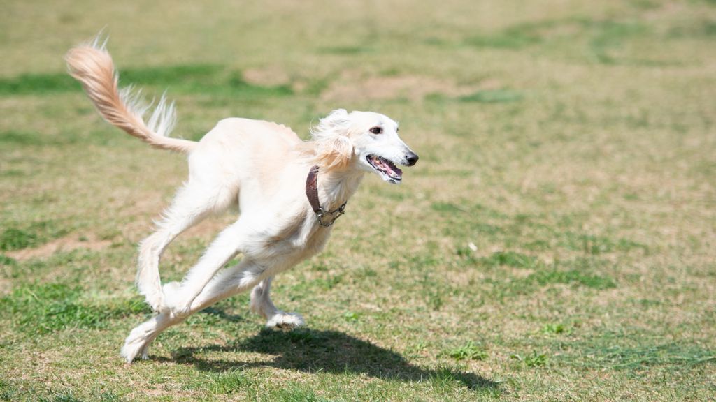 The fastest dog breeds – and their top speeds | PetsRadar