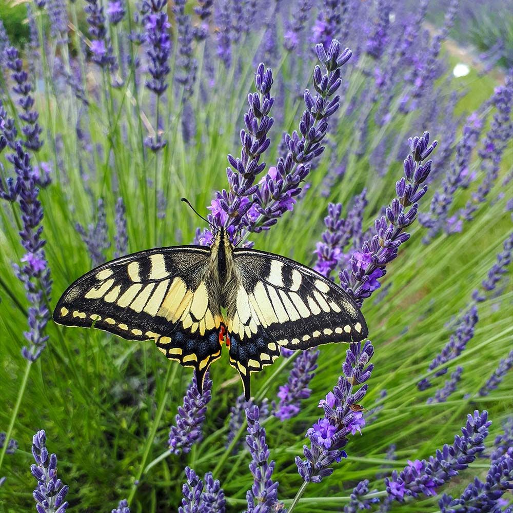 What Are the Different Types of Lavender? 5 Main Varieties | Livingetc