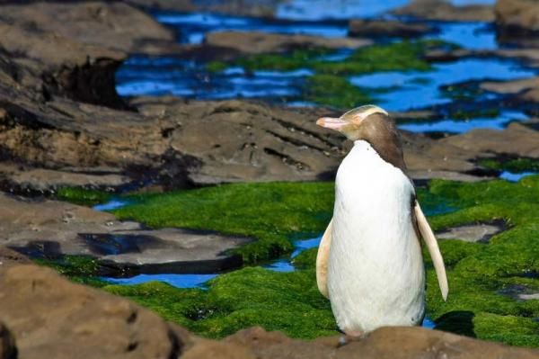 Photos of Flightless Birds: All 18 Penguin Species: Page 2 | Live Science