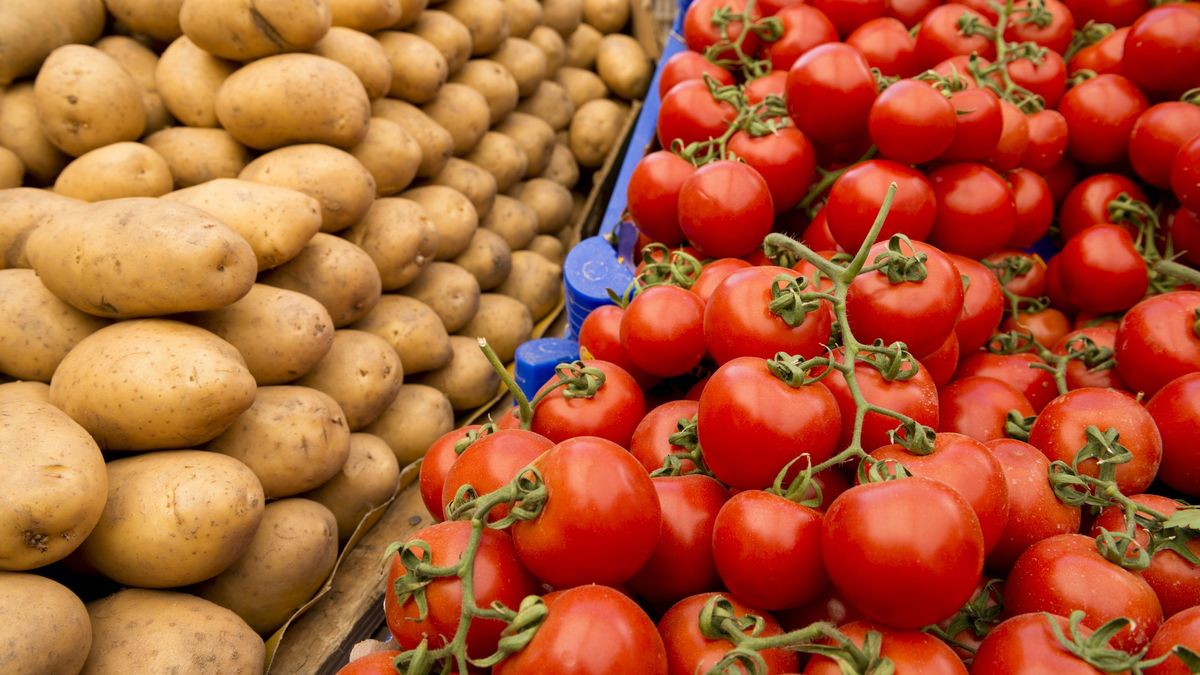 Potatoes evolved from tomatoes and another South American plant 9 ...