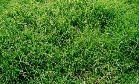 Did early humans eat grass? | The Week