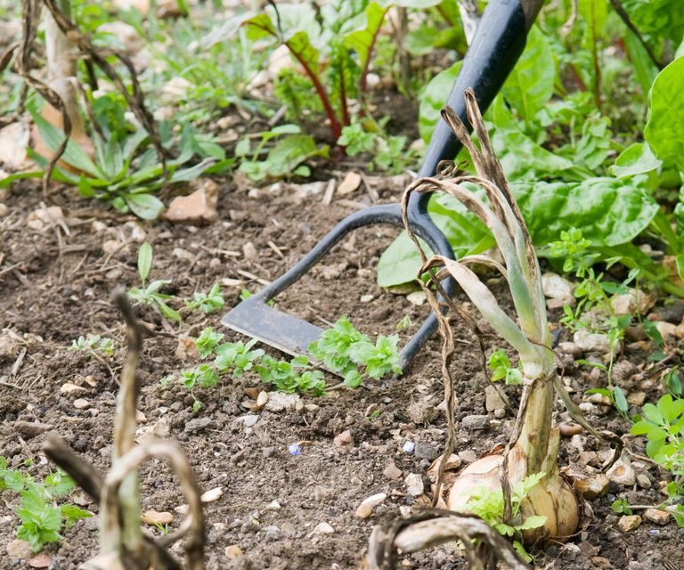 What is a garden hoe used for? Get to grips with this tool | Homes and ...