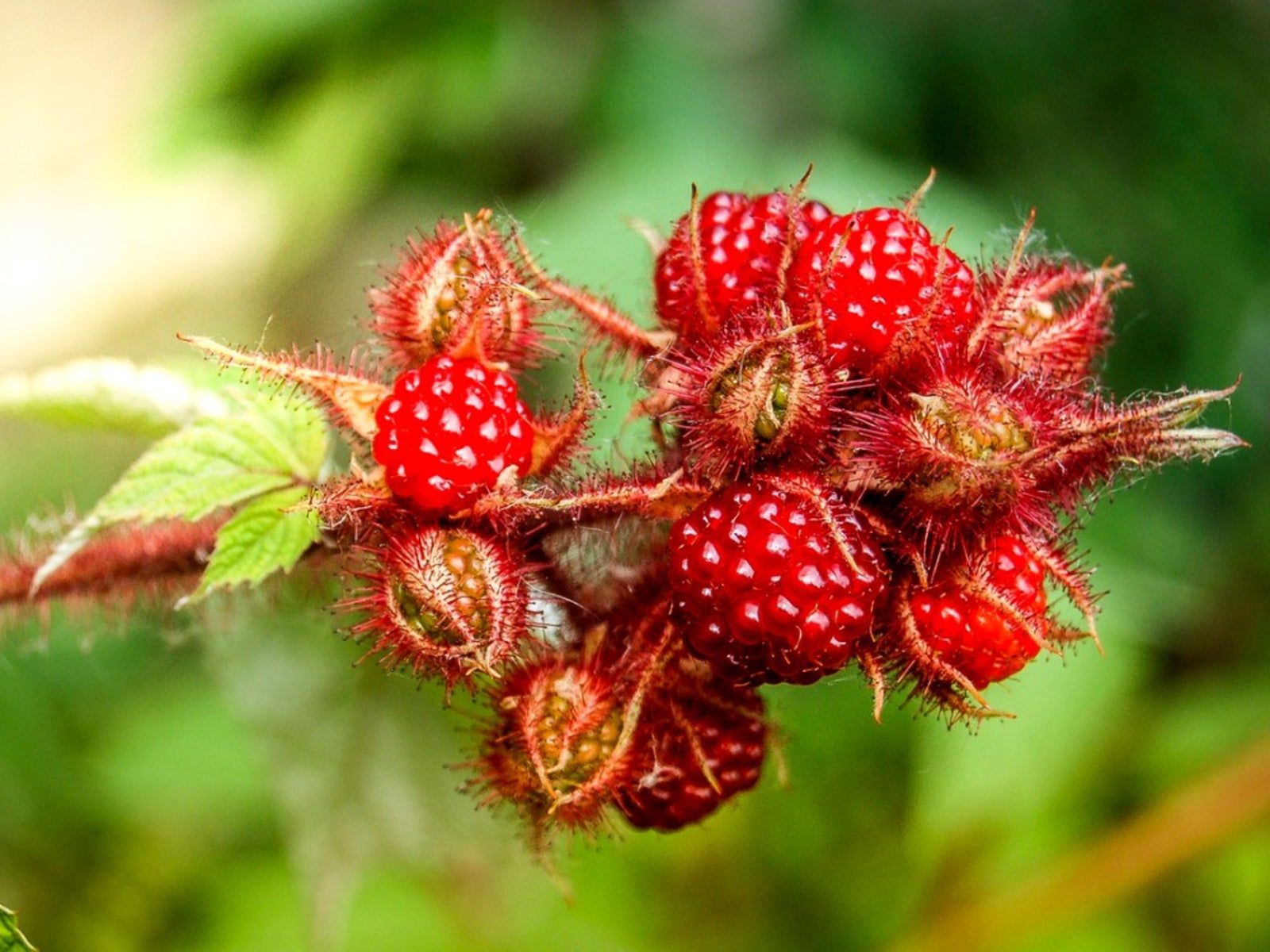 Japanese Wineberry Propagation: Tips For Growing Japanese Wineberries ...
