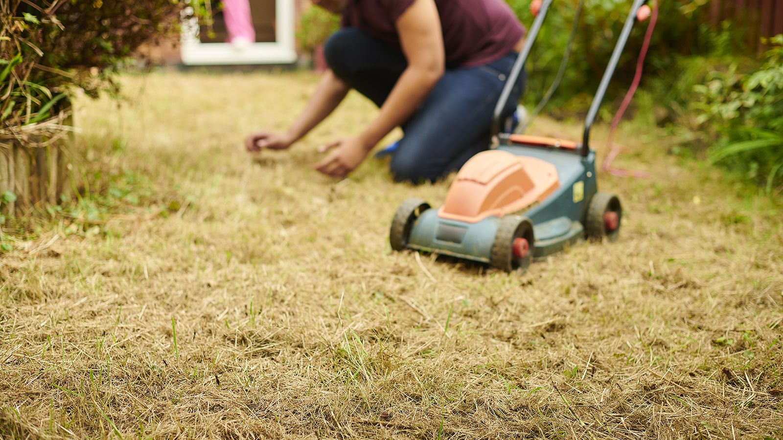 Is my grass dormant or dead? Experts share how to revive | Homebuilding