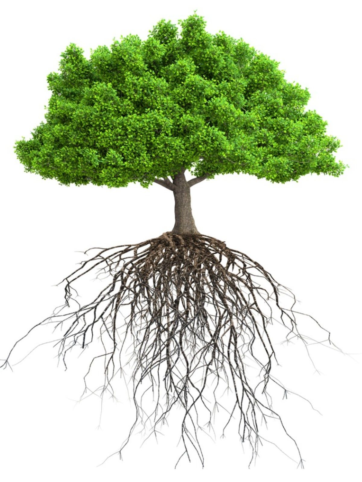 What Do Parts Of A Tree Do – Teaching Kids How A Tree Functions ...