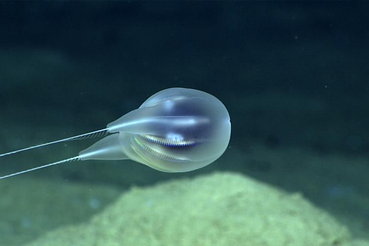 Tiny new species of sea blob hovers 'like a hot air balloon' over the ...