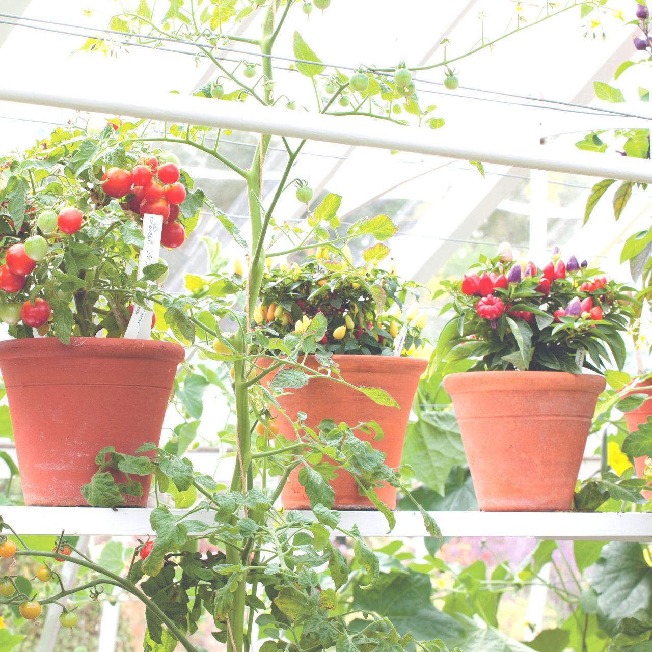 Best vegetables to grow in pots: 8 easy options | Ideal Home