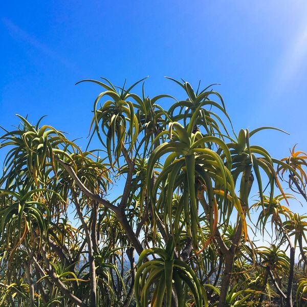 Tips & Information about Aloe Vera | Gardening Know How