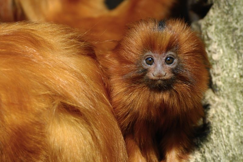 Gallery: Monkey Mug Shots | Live Science