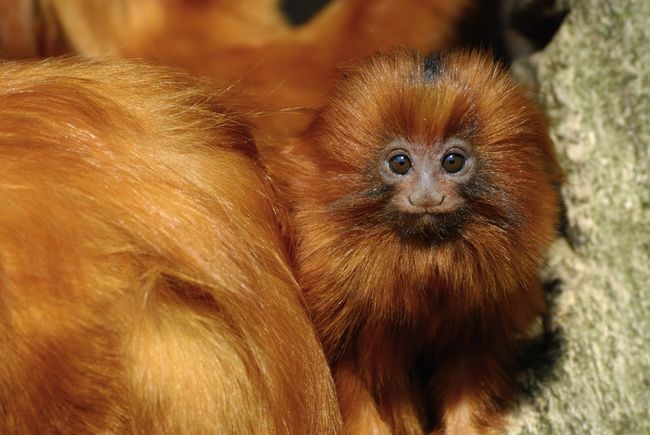 Gallery: Monkey Mug Shots | Live Science