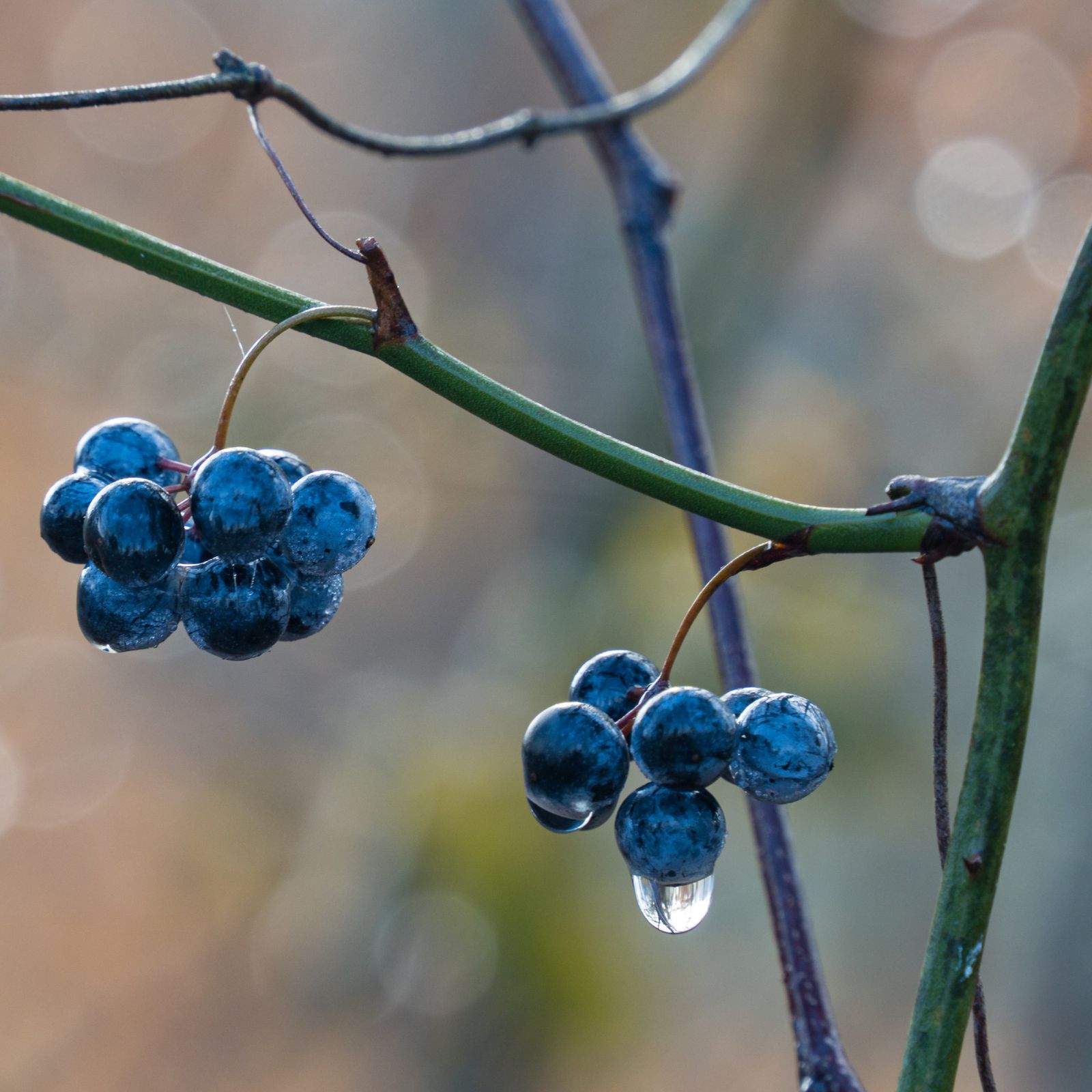 How to prune blueberries – and boost the bush's fruit growth | Ideal Home