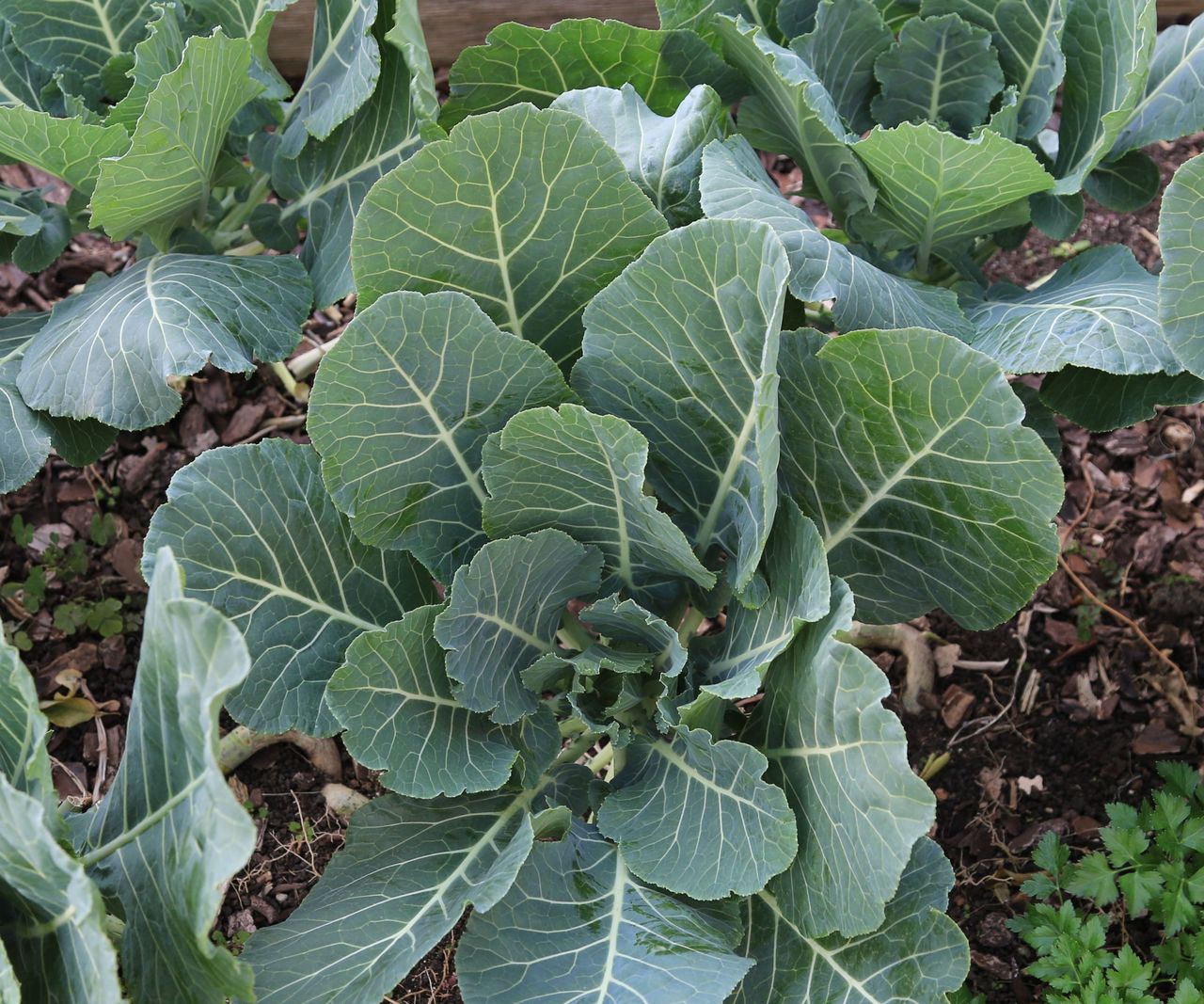 How to grow collard greens - expert tips for thriving plants | Homes ...