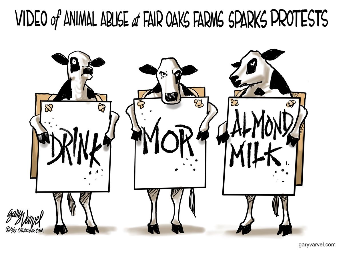 Political Cartoon U.S. Fair Oaks Farms Almond Milk Animal Abuse | The Week